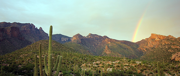 Thank You – Desert Alchemy